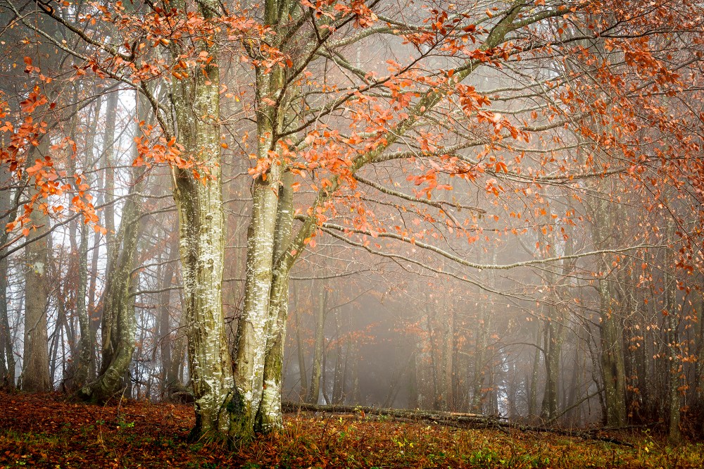 When I Am Among the Trees | Mary Oliver | Telling the Truth