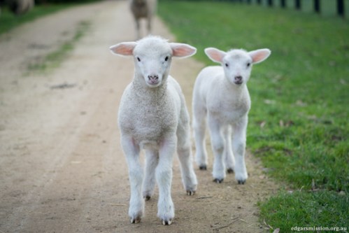 Wayward sheep and frolicking lambs | Telling the Truth