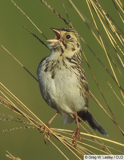 The Beautiful, Striped Sparrow | Mary Oliver | Telling the Truth